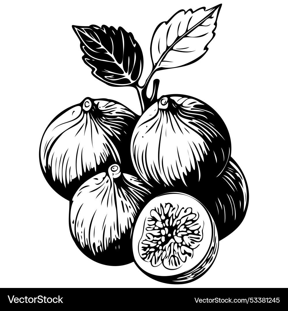 Cluster fig isolated hand drawn fruit Royalty Free Vector