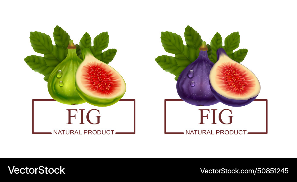 Fig labels realistic set Royalty Free Vector Image