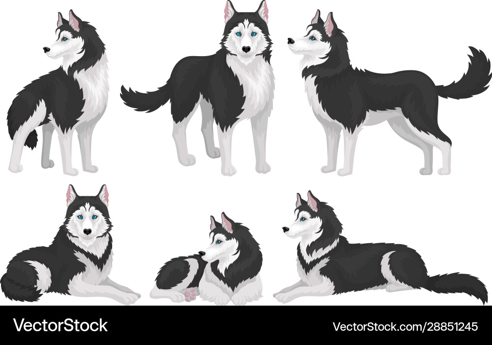 Husky in verschiedenen Posen isoliert auf weiß Vektorbild