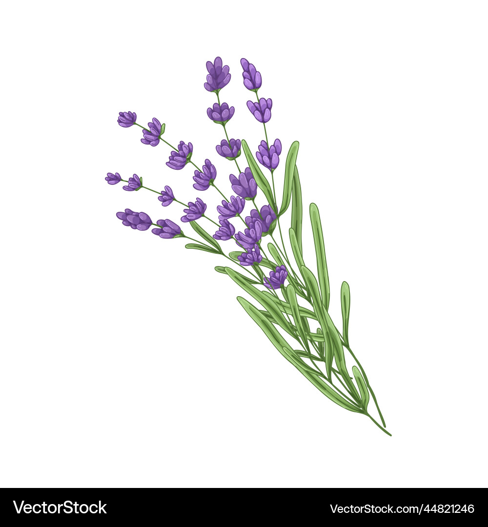 French lavender flowers botanical drawing Vector Image