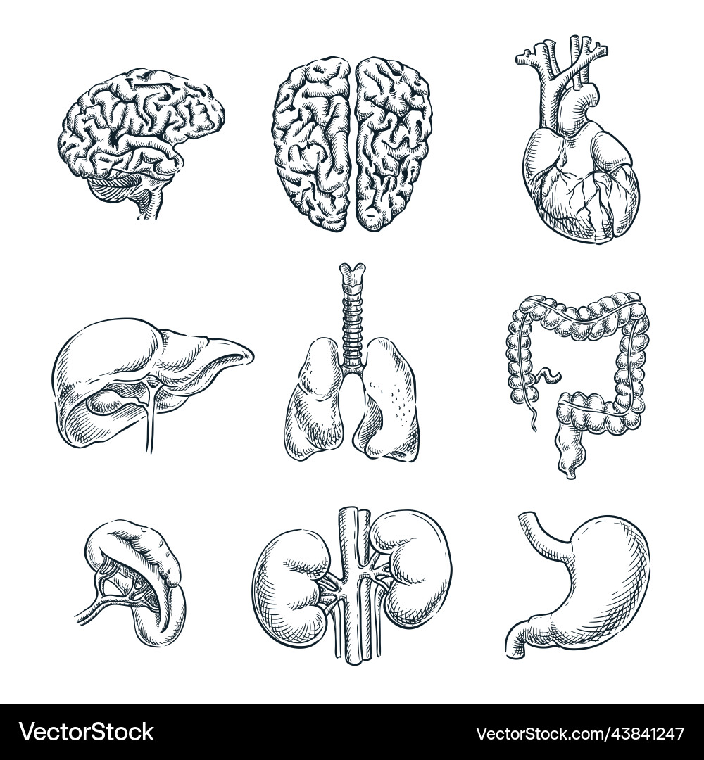 Human Anatomy - Internal Organs Sketch Royalty Free Vector