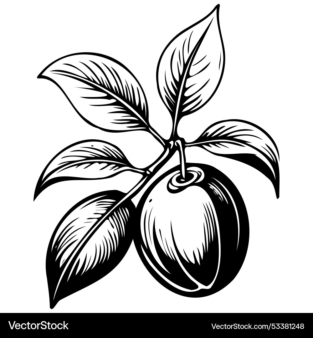 Coco plum engraving drawing of fruit monochrome Vector Image