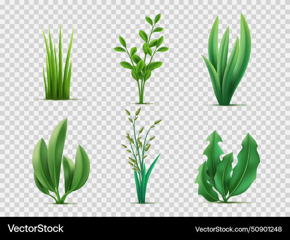 Realistic spring grass green meadows plants Vector Image