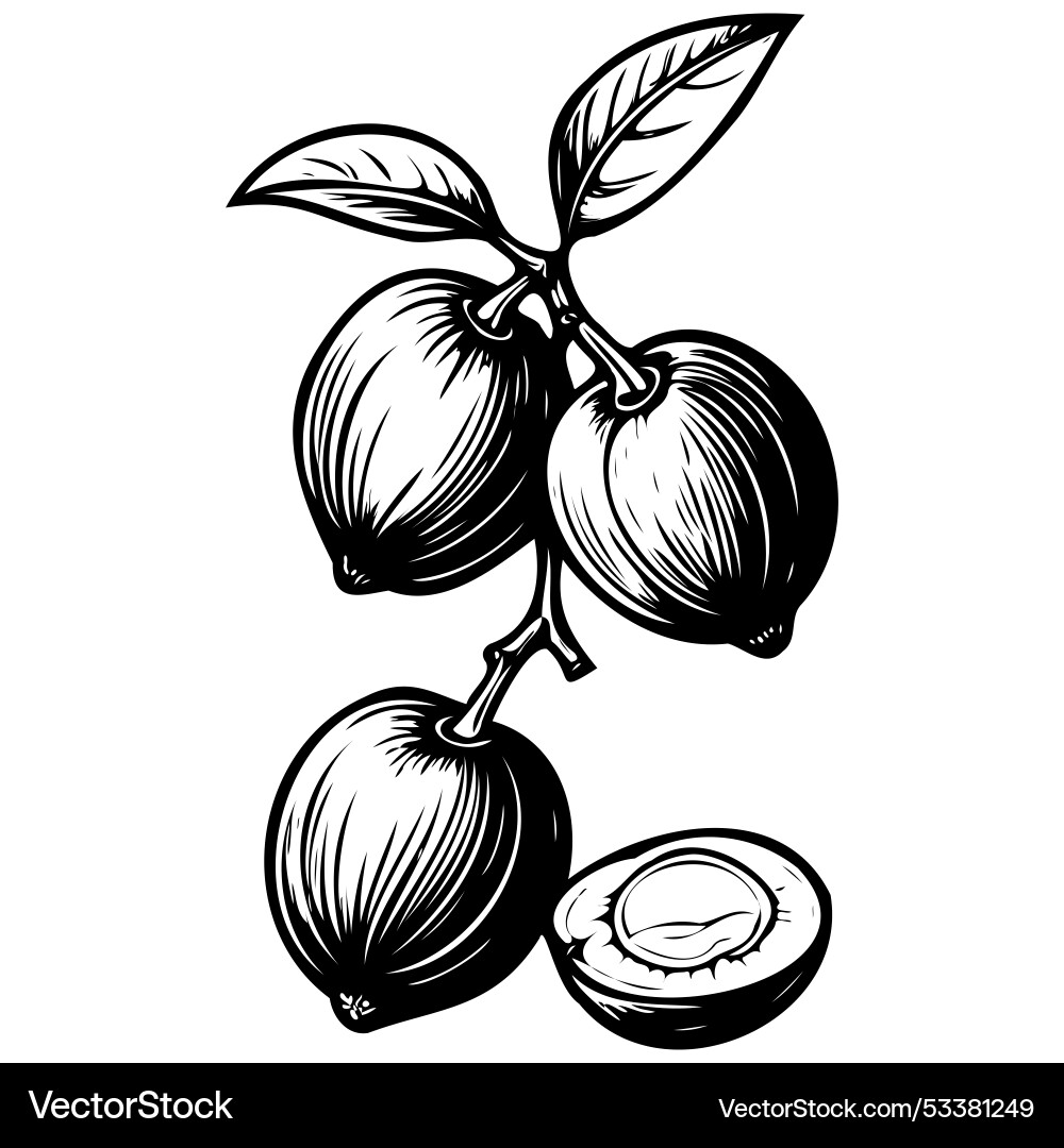 Coco plum hand drawn fruit transparent background Vector Image