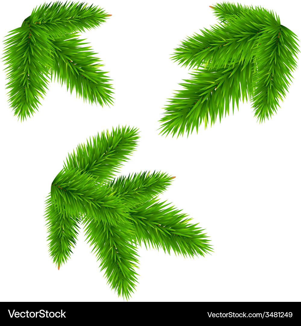 Fir tree branch Royalty Free Vector Image - VectorStock