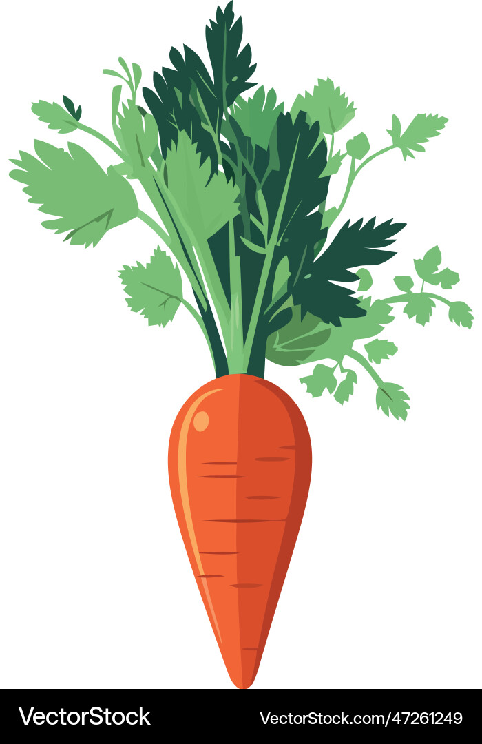 Fresh carrot Royalty Free Vector Image - VectorStock