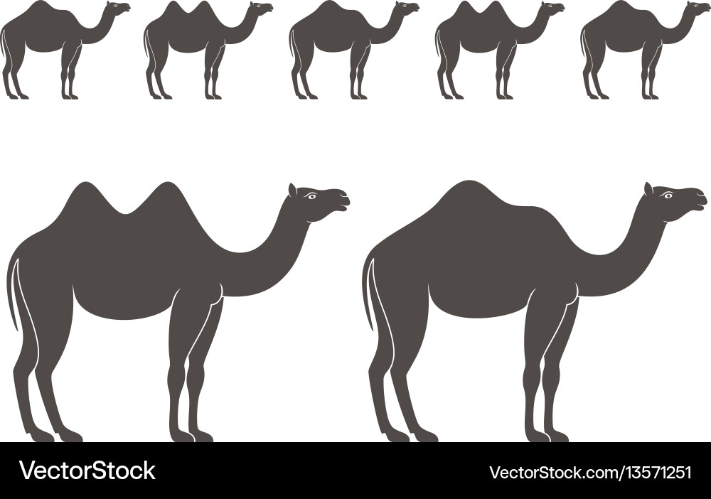 Camel Royalty Free Vector Image - VectorStock