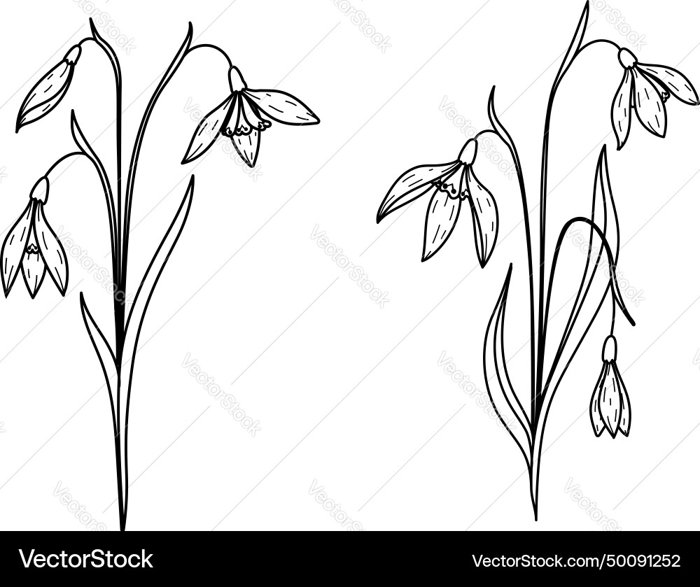 Snow drop Royalty Free Vector Image - VectorStock