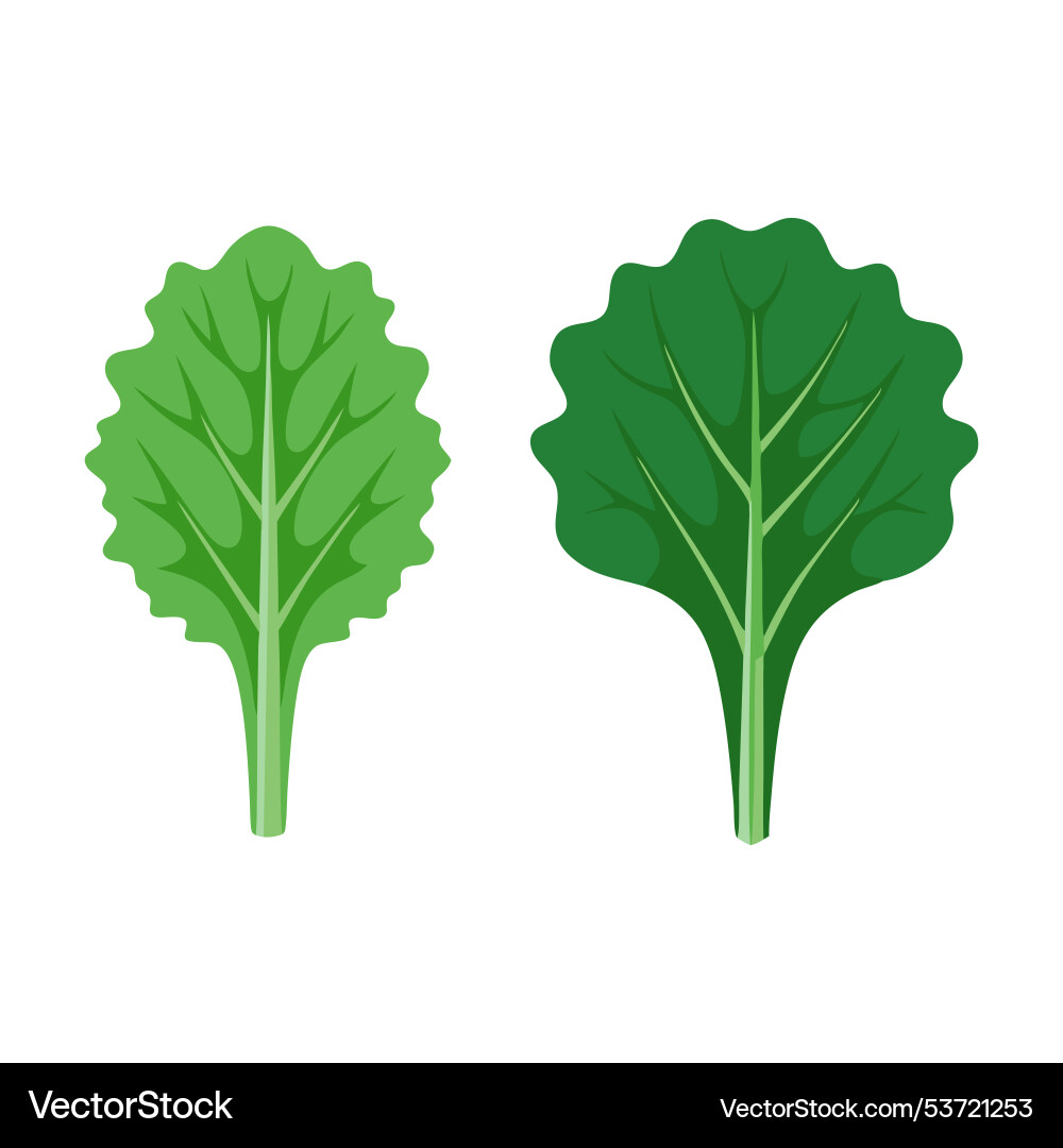 Kale leaves set isolated flat on white background Vector Image