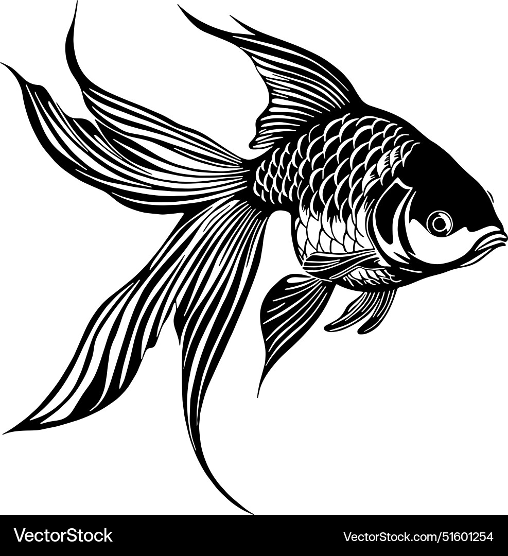 A goldfish Royalty Free Vector Image - VectorStock
