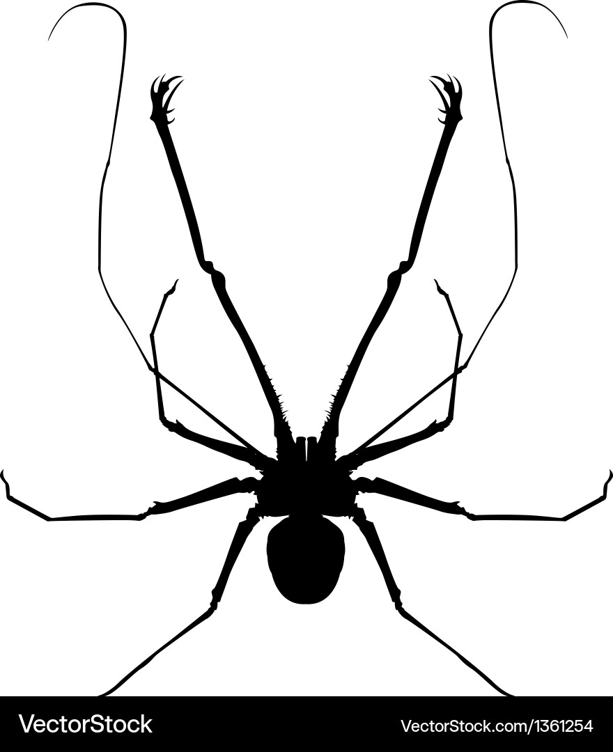 Whip spider Royalty Free Vector Image - VectorStock
