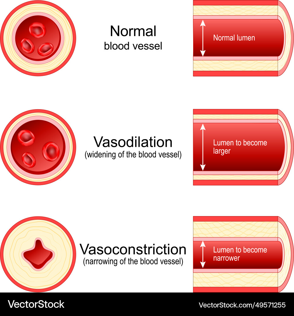 Vasoconstriction and vasodilation Royalty Free Vector Image
