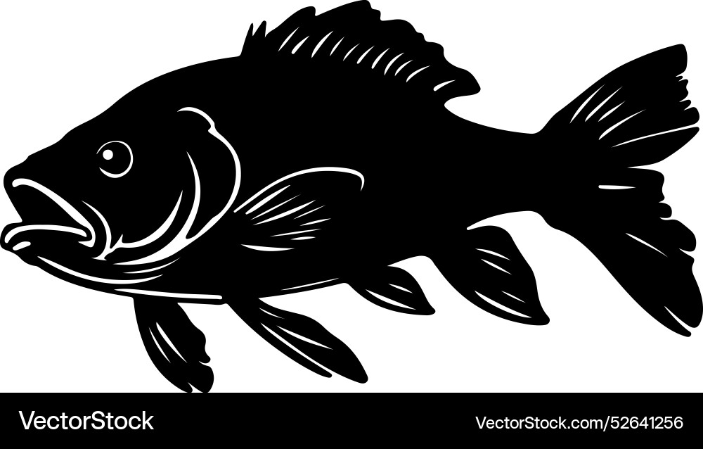 Coelacanth fish silhouette white background Vector Image