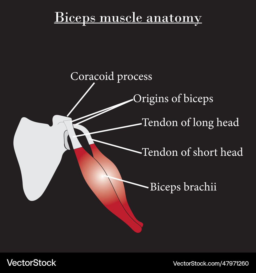 Biceps Muskelanatomie Diagramm Lizenzfreies Vektorbild
