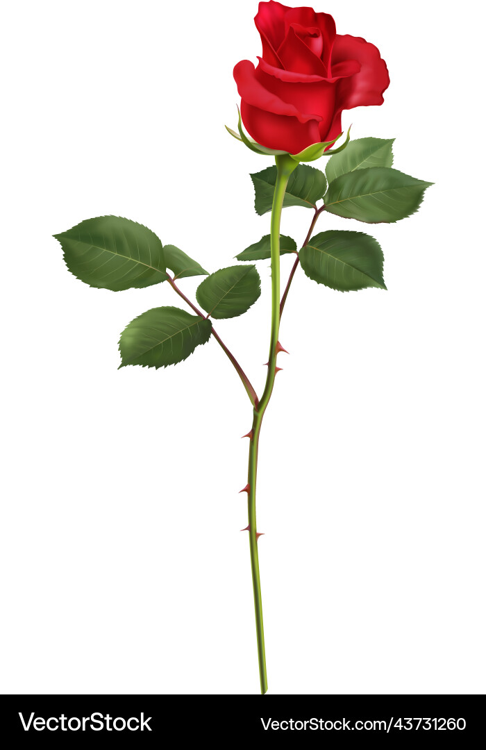 Blooming Red Rose Royalty Free Vector Image - VectorStock