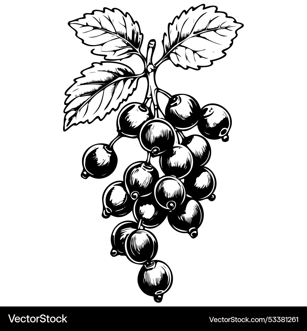 Currant drawing black fruit isolated Royalty Free Vector