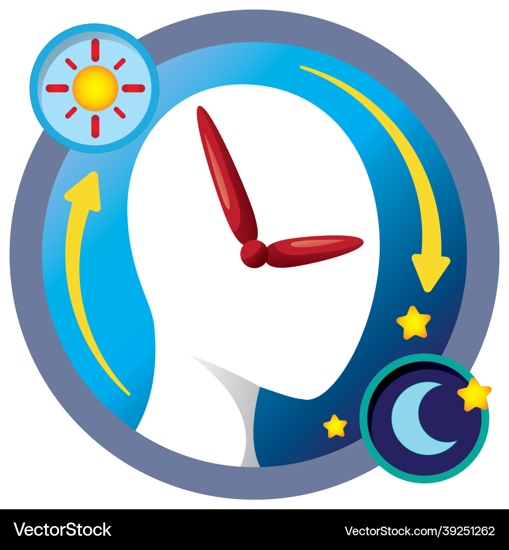 Cycle biological clock Royalty Free Vector Image