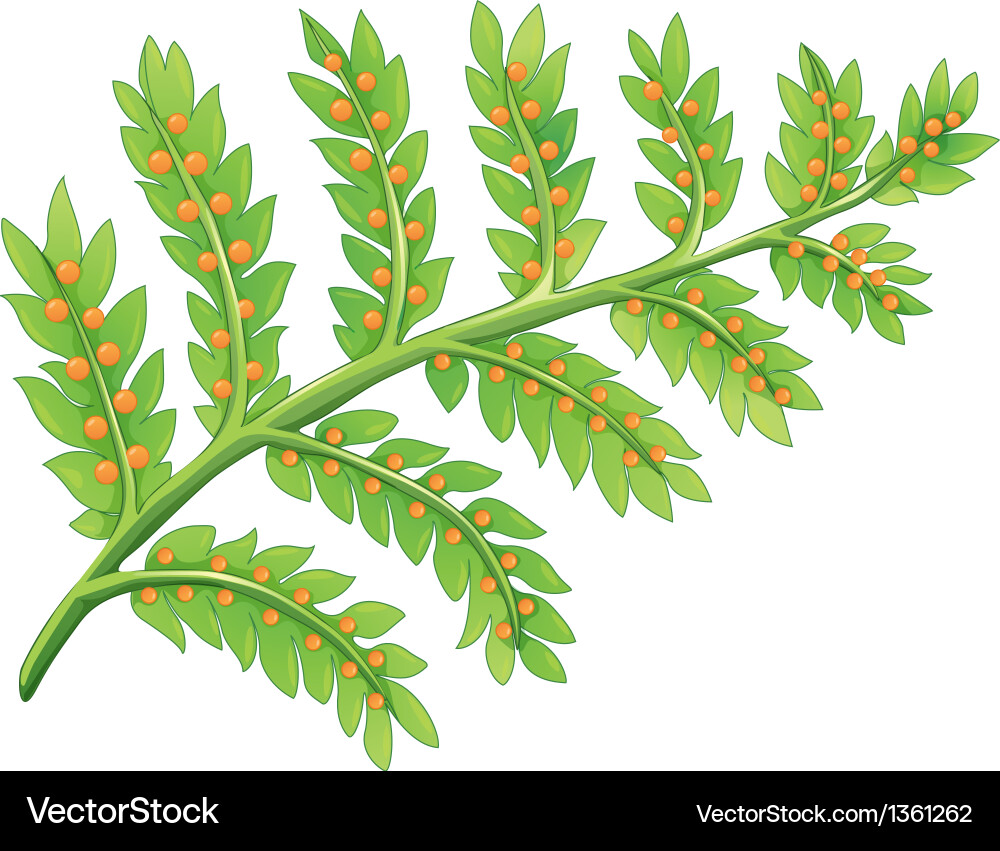 Fern plant Royalty Free Vector Image - VectorStock