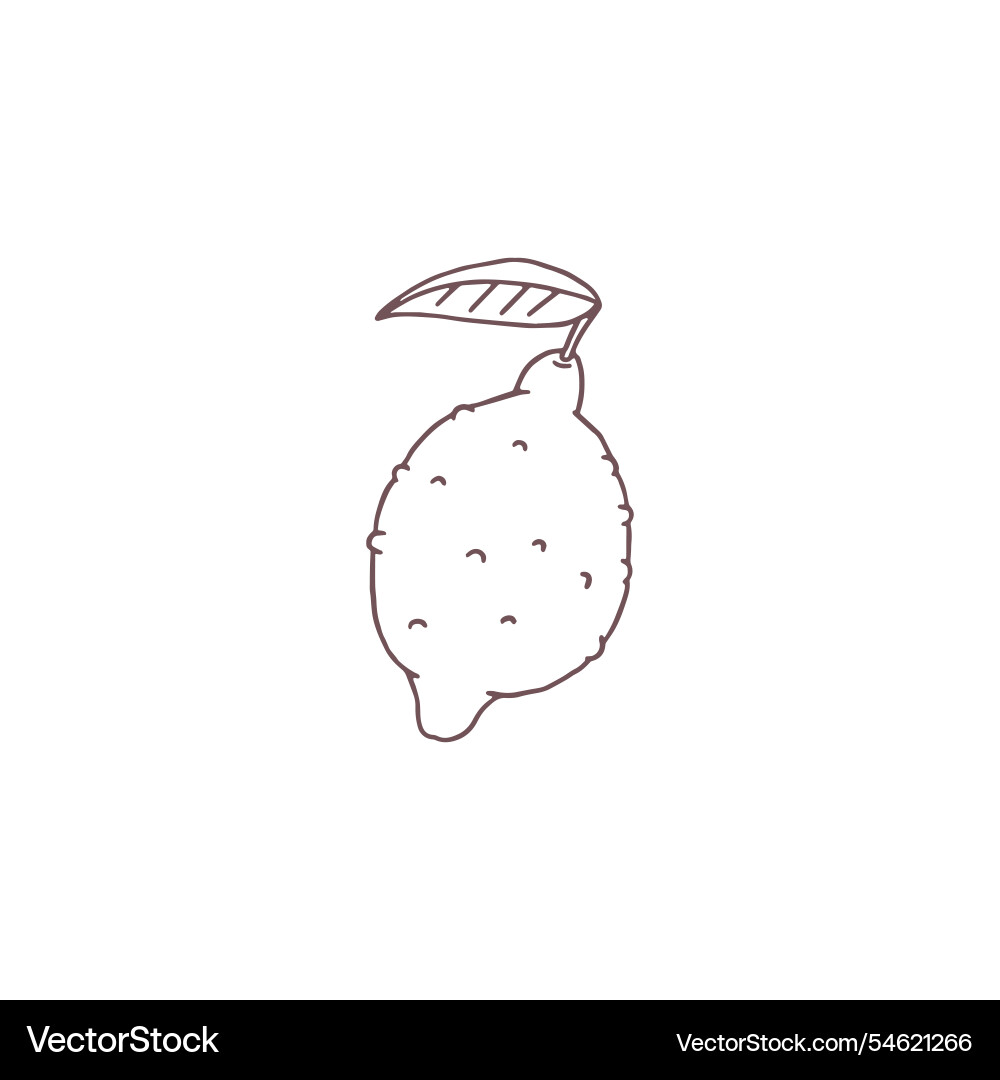 With a whole lemon leaves Royalty Free Vector Image