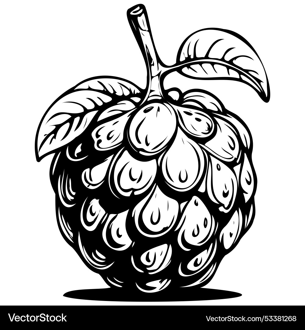 Custard apple drawing realistic outline fruit Vector Image
