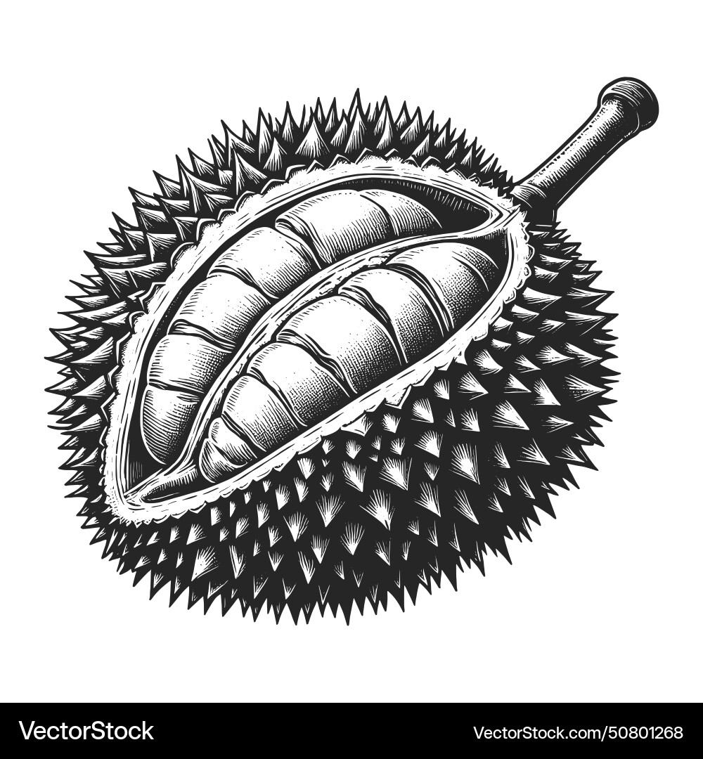 Durian fruit engraving sketch Royalty Free Vector Image