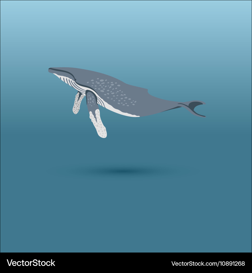 Humpback whale realistic flat Royalty Free Vector Image