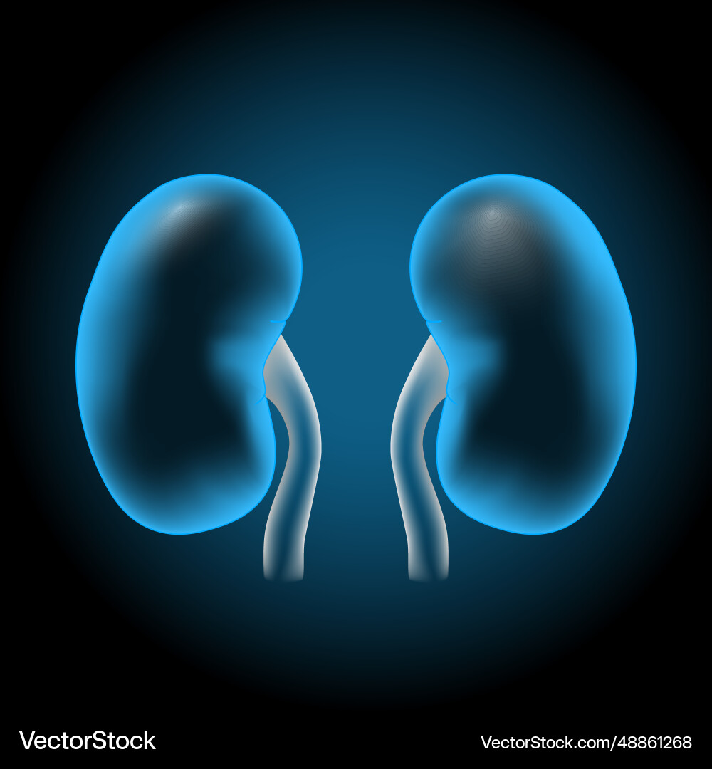 Realistic transparent blue kidney on dark Vector Image