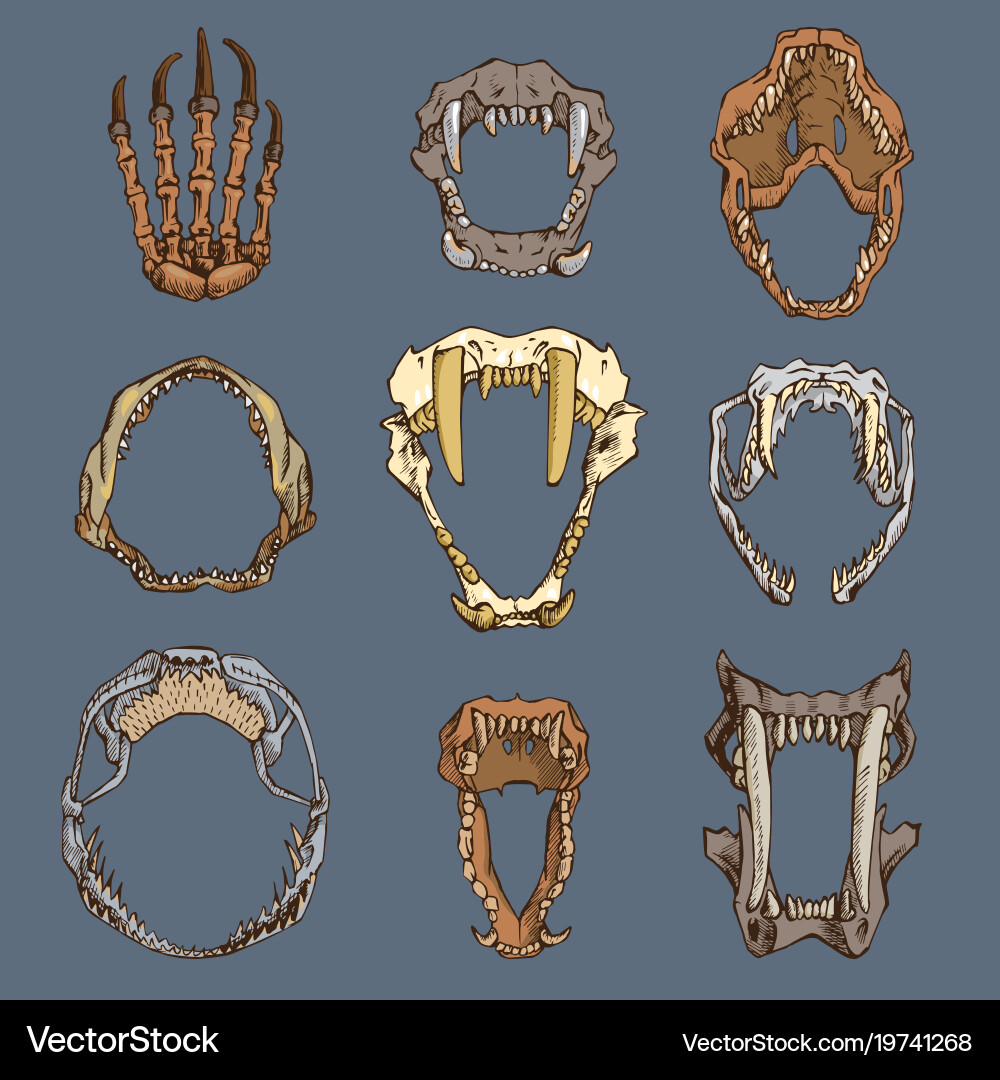 Roaring Animal Jaws Royalty Free Vector Image - VectorStock