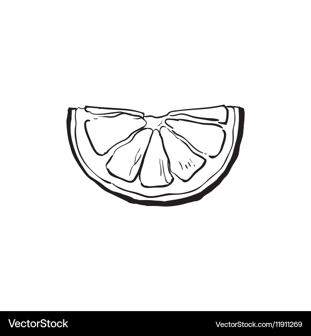 Lemon Slice Drawing Watercolor Lemon Slice Stock Illustrations