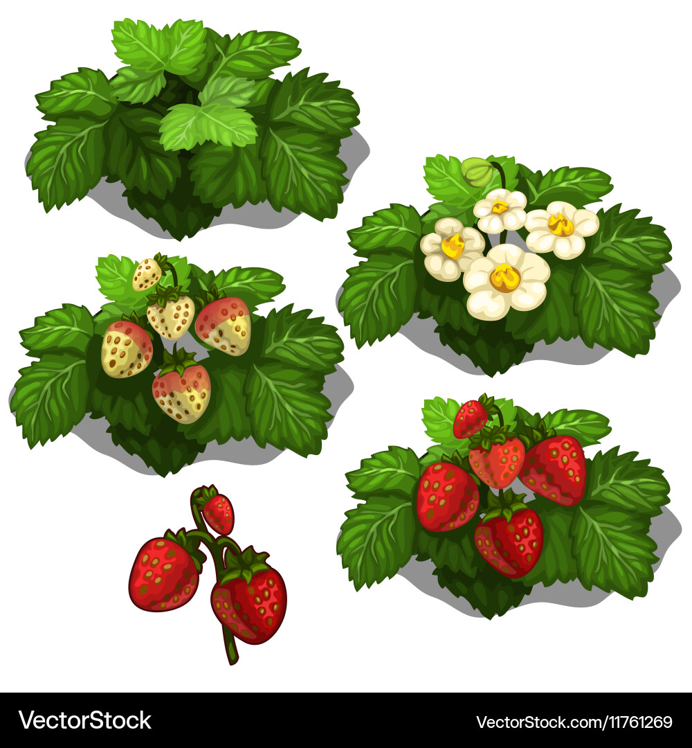 Strawberry Growth Stages Royalty Free Vector Image