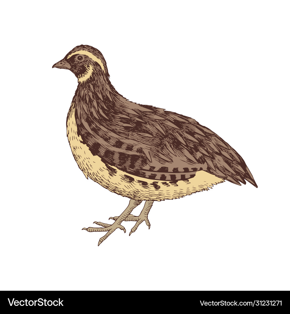 Hand drawn quail Royalty Free Vector Image - VectorStock