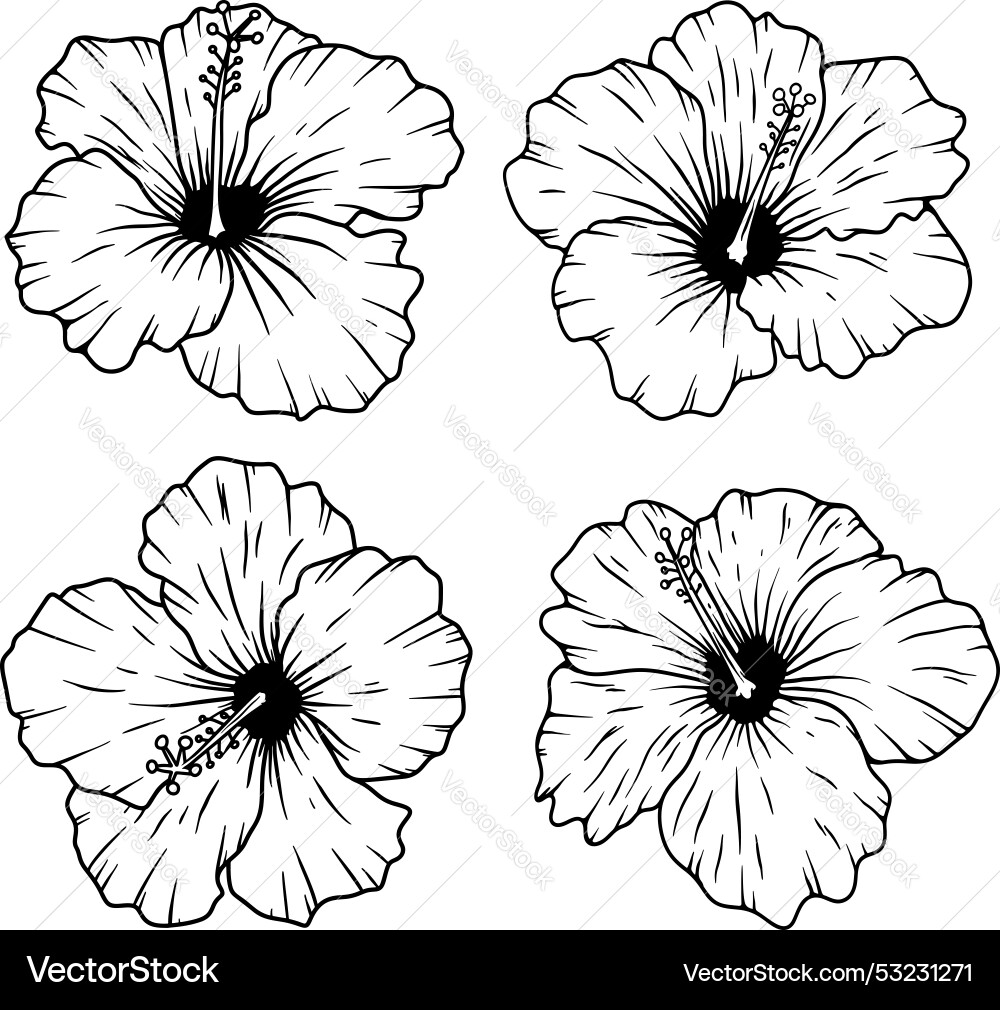 Hibiscus flower isolated on white background Vector Image