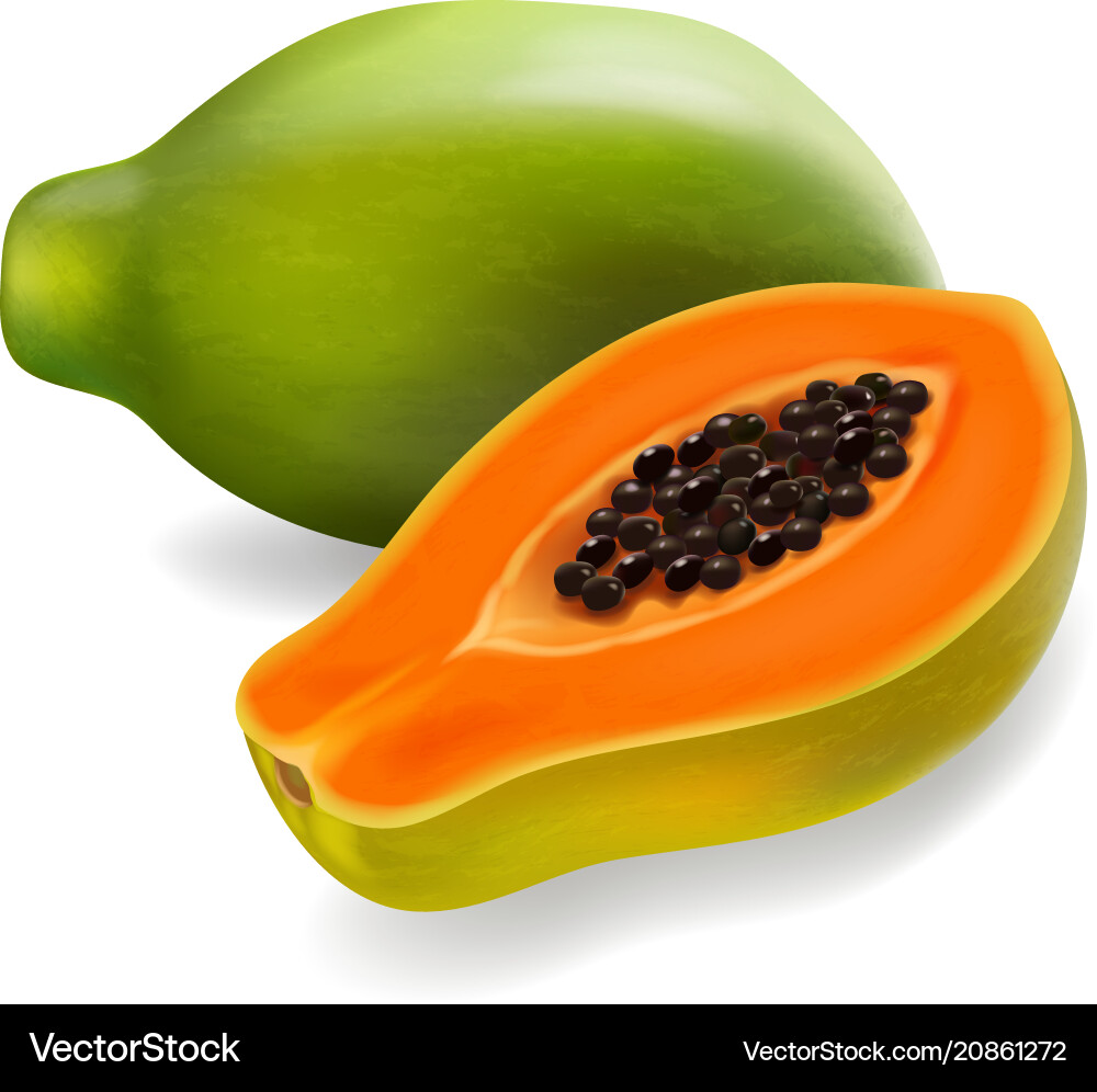 Pawpaw Drawing Vector Images (over 440)