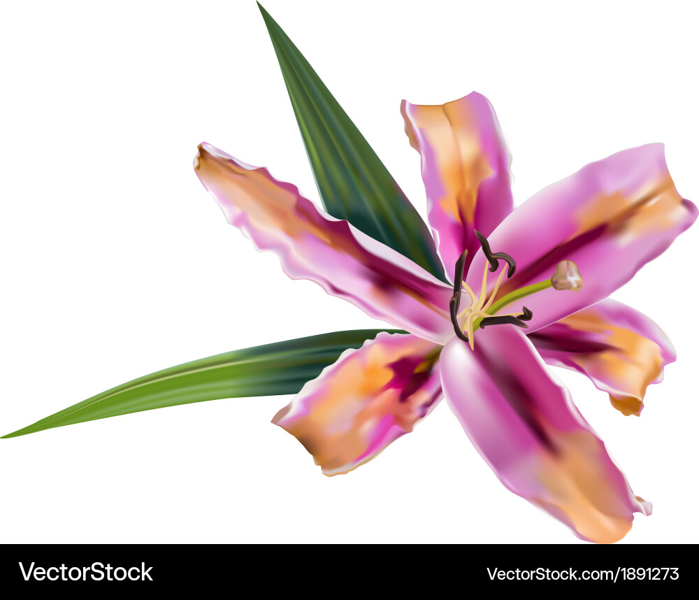 Pink lily flower Royalty Free Vector Image - VectorStock