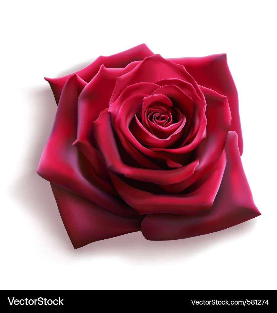 Red rose Royalty Free Vector Image - VectorStock