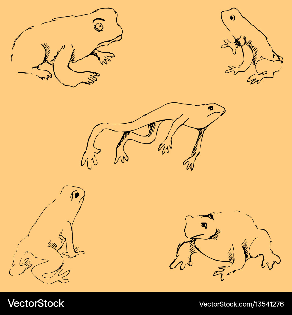 Frogs sketch by hand pencil drawing Royalty Free Vector