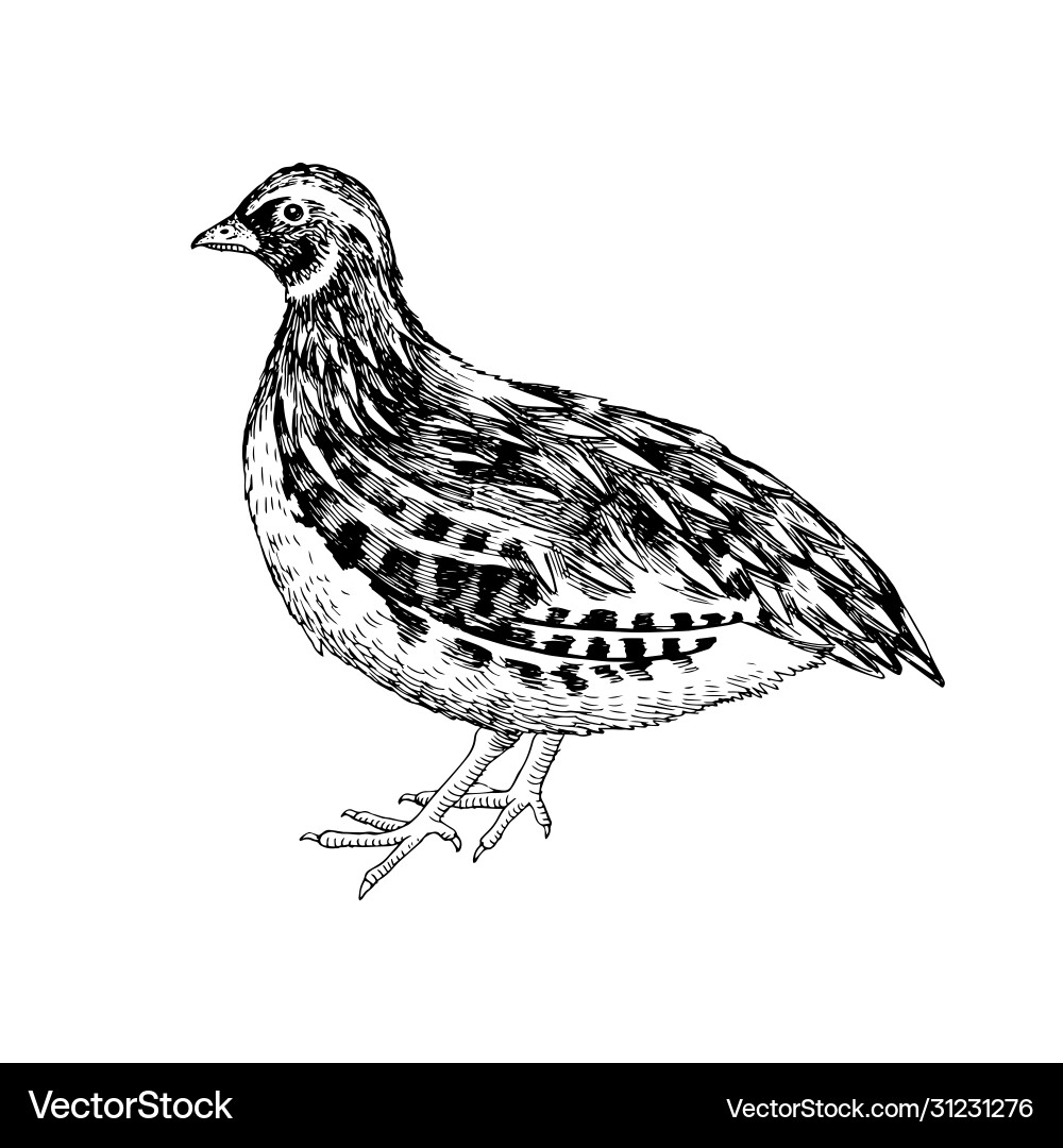 Hand drawn quail Royalty Free Vector Image - VectorStock