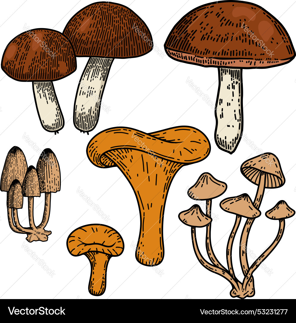 Hand drawn of mushrooms design element Royalty Free Vector
