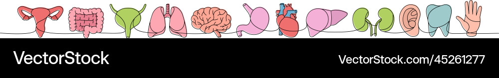 Single Line Human Organ Sketch Royalty Free Vector Image