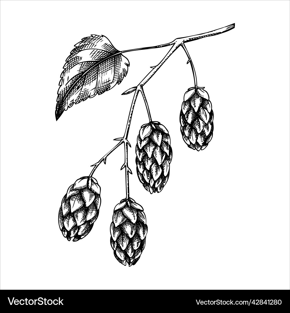 Hop flowers hand drawn black and white bot Vector Image