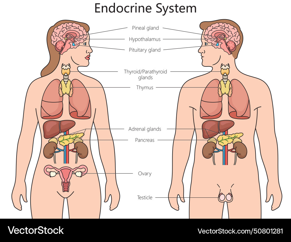 Endocrine Organs Diagram Human Endocrine System. Comparative Anatomy