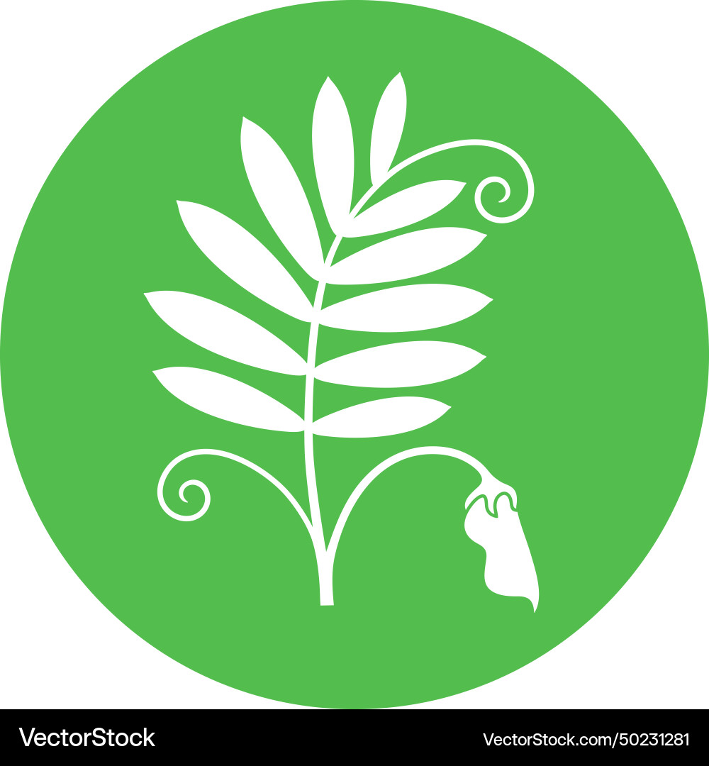 Lentil Royalty Free Vector Image - VectorStock