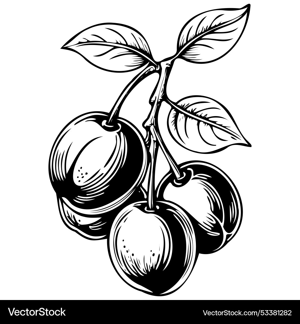 Darling plum hand drawn fruit transparent Vector Image