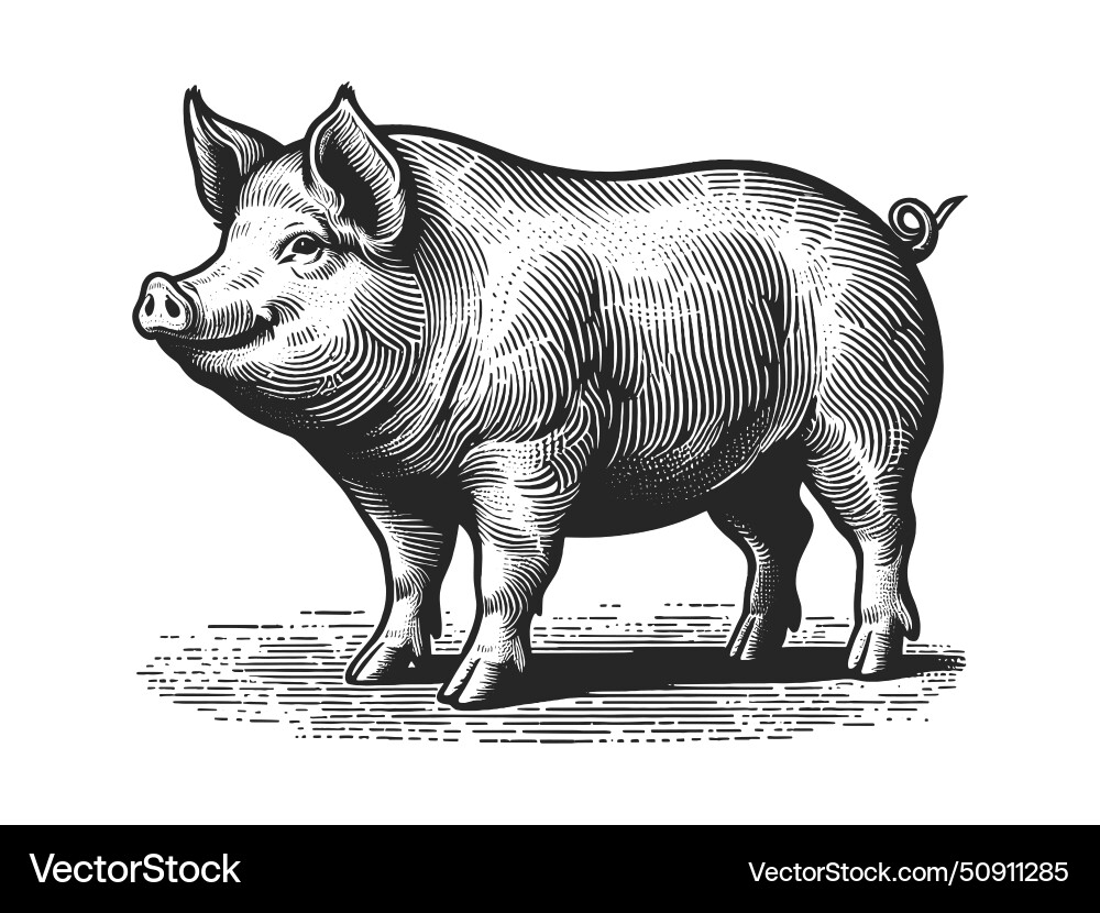 Fat pig engraving sketch Royalty Free Vector Image