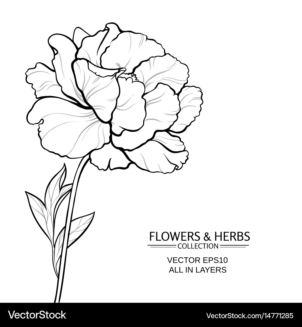 Peony Royalty Free Vector Image - VectorStock