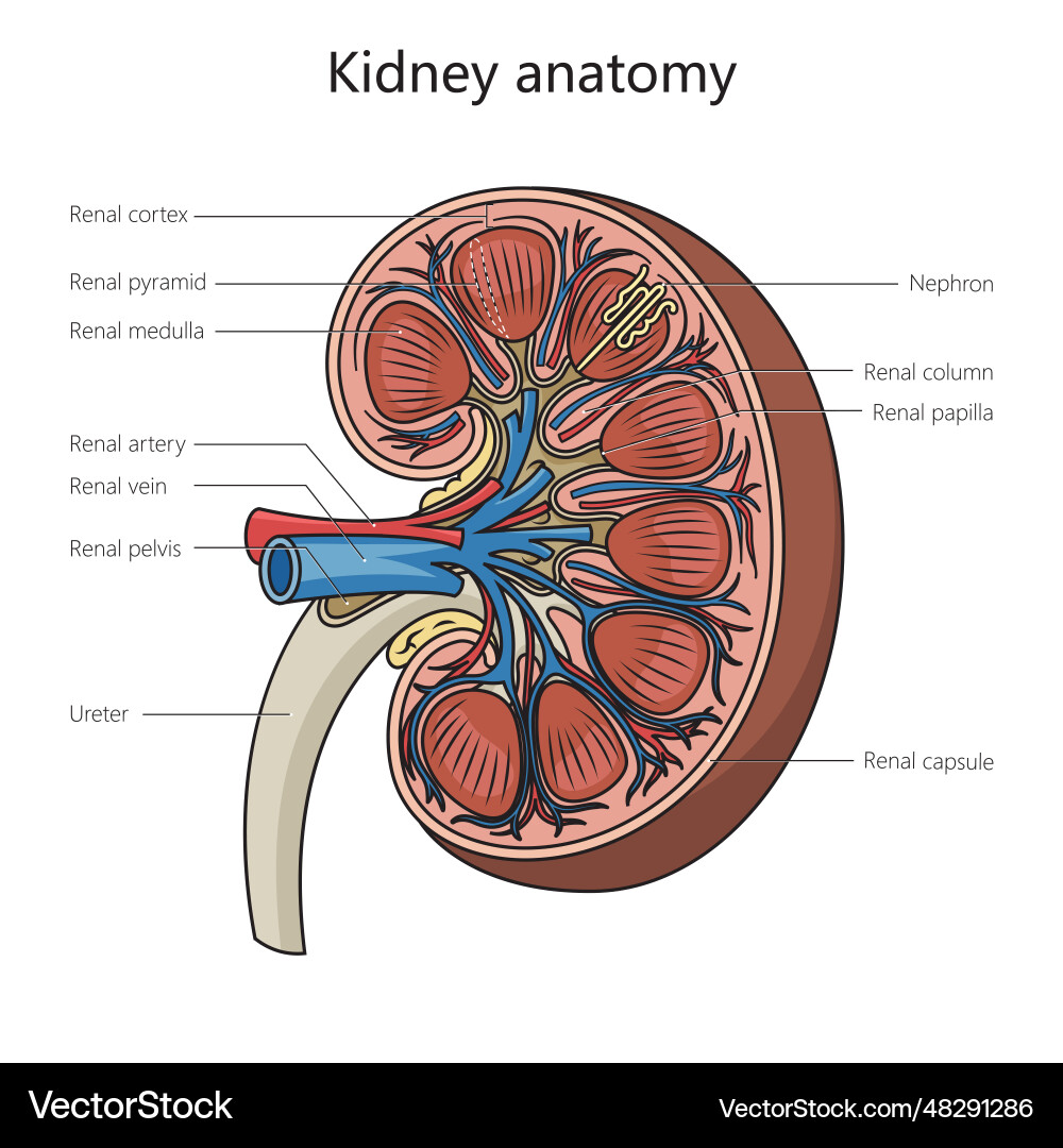 Human kidney anatomy structure medical science Vector Image