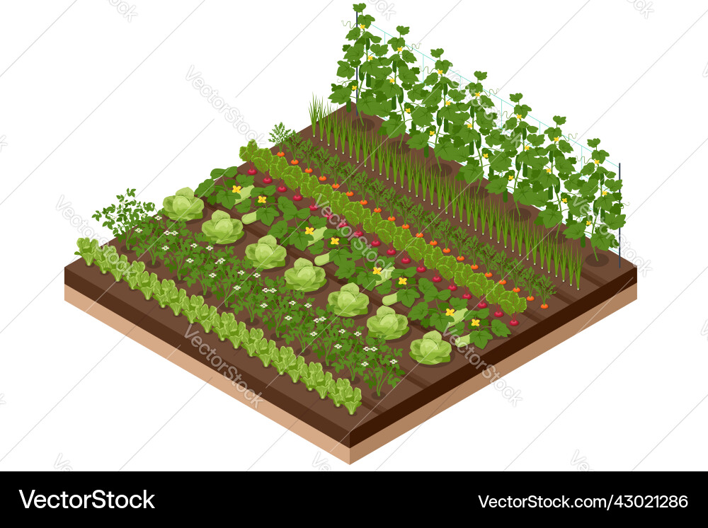Isometric vegetable garden vegetables in backyard Vector Image