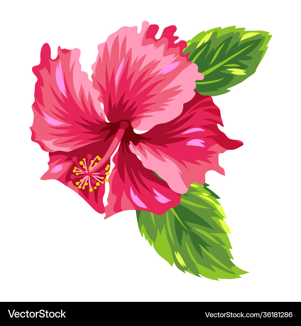 Tropical hibiscus flower Royalty Free Vector Image