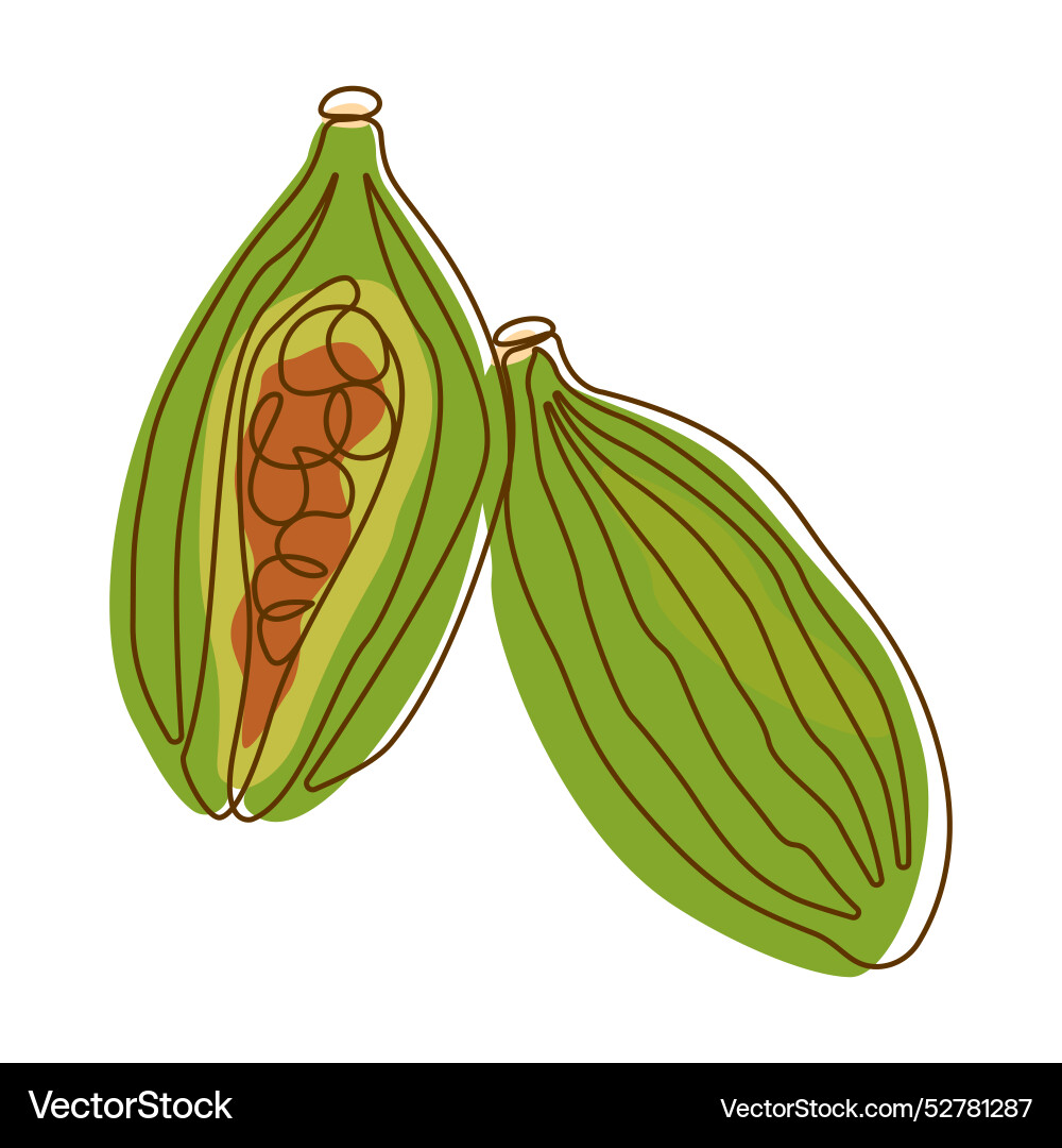 Cardamom spice condiment aromatic herbal in line Vector Image