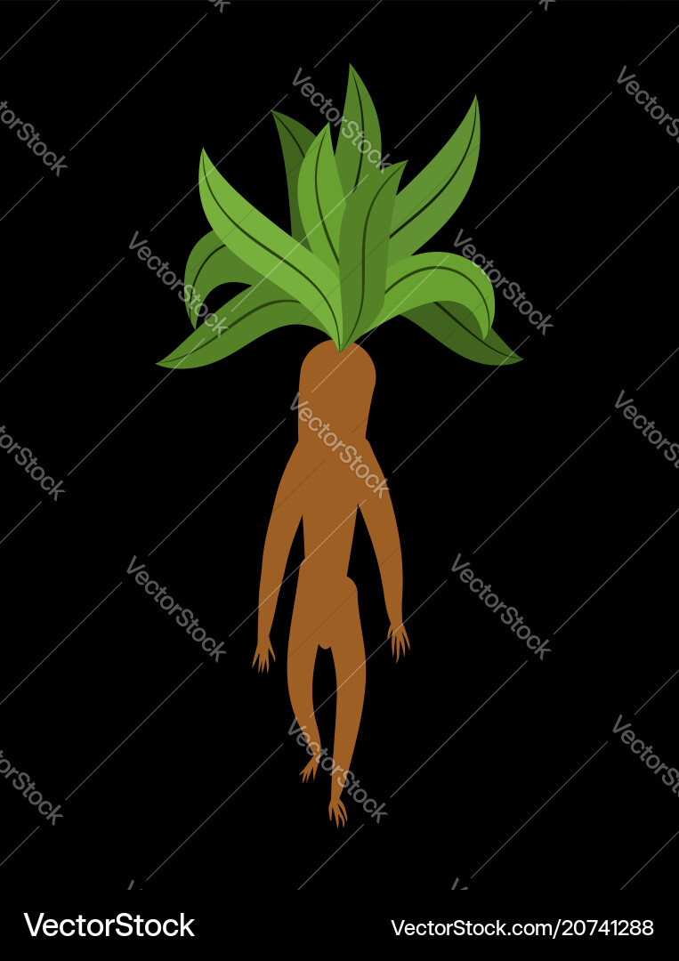 Mandrake root isolated legendary mystical plant Vector Image